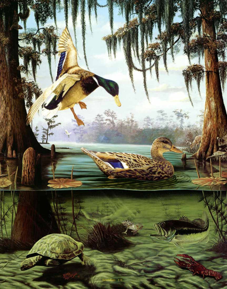 Wildlife - bradthompsongalleries